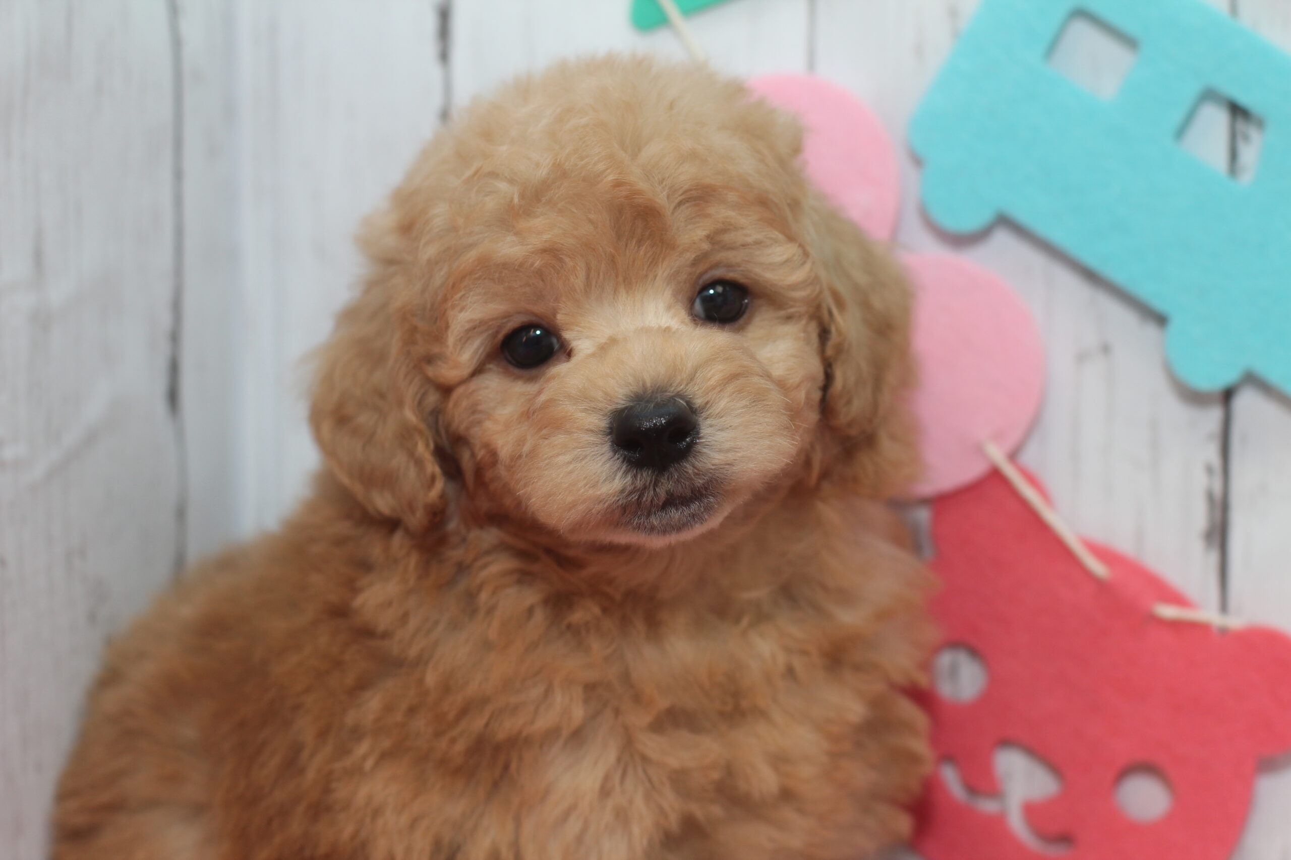 新しいご家族が決まりました。カートくんからカブくんに☆ – DOG HOUSE COTO