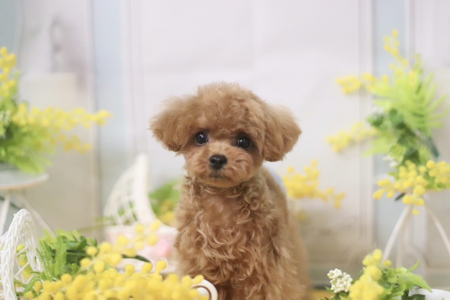 ママ犬パパ犬 – DOG HOUSE COTO